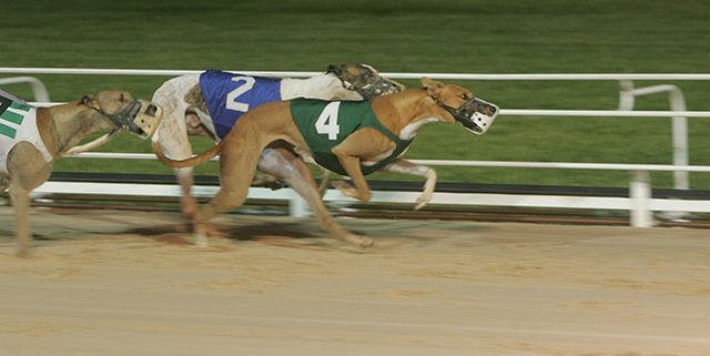 Race Preview - Daytona Beach - Race 12 - Saturday August 24t | TwinSpires