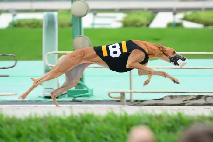 Top 10 Greyhound Racing Names At Palm Beach | TwinSpires