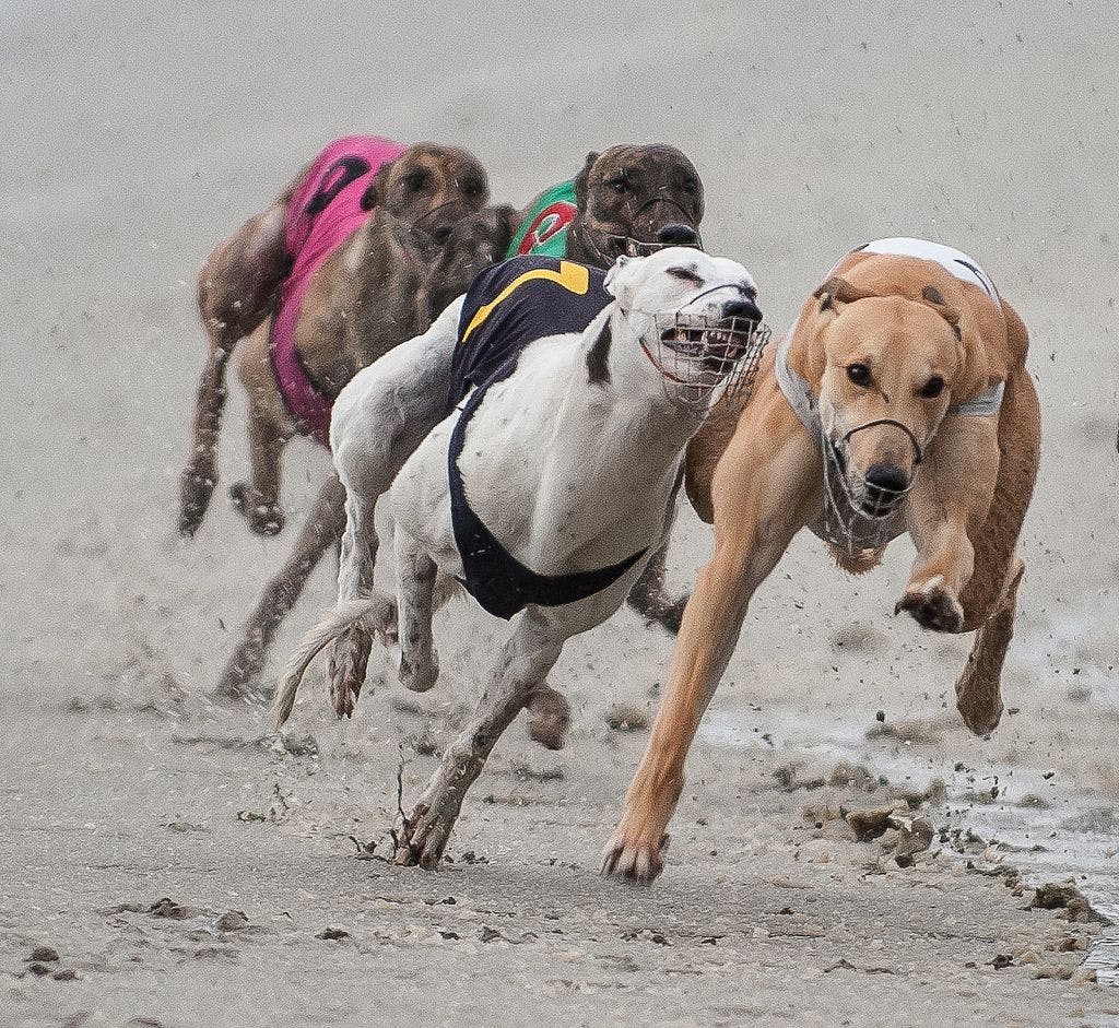 2015 Razorback Classic - Rnd 2, May 7 | TwinSpires