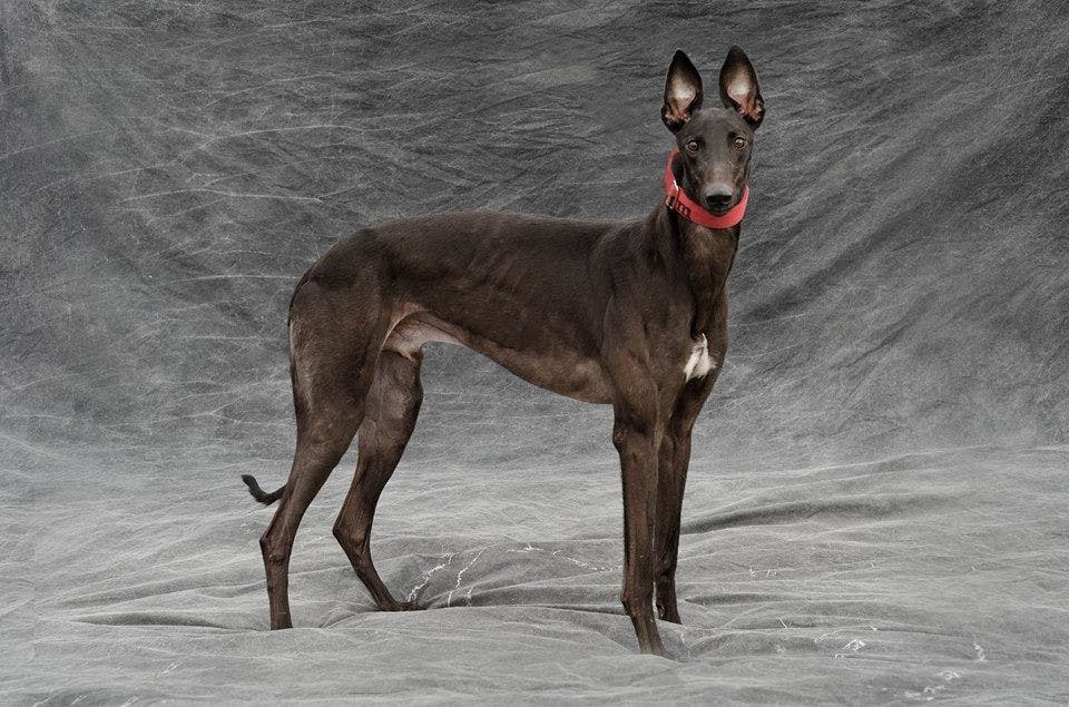 Palm Beach $20,000 Puppy Stakes Preview | TwinSpires