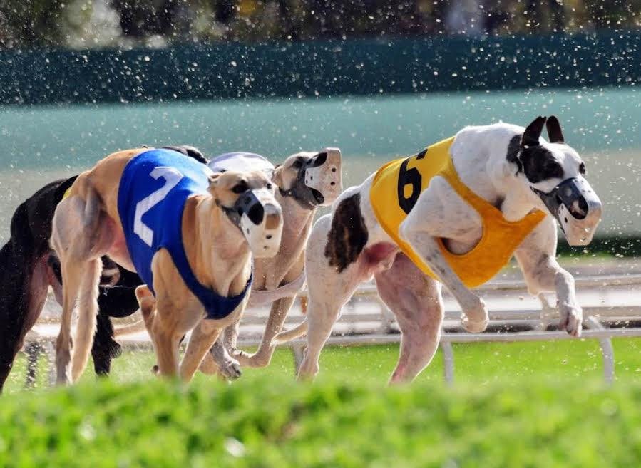 Palm Beach Fabulous Friday Matinee Preview 9/16/2016 | TwinSpires