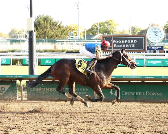 Commandment - Horse Profiles: Pedigree, Stats, Results & Past ...