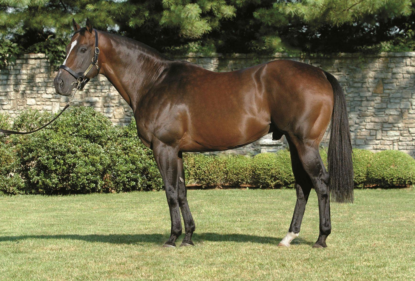 Using Brisnet sire stats for pedigree handicapping | TwinSpires