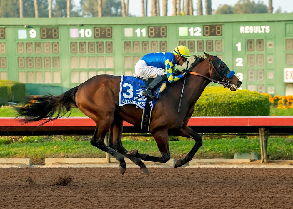 Litmus Test - Horse Profiles: Pedigree, Stats, Results & Past ...