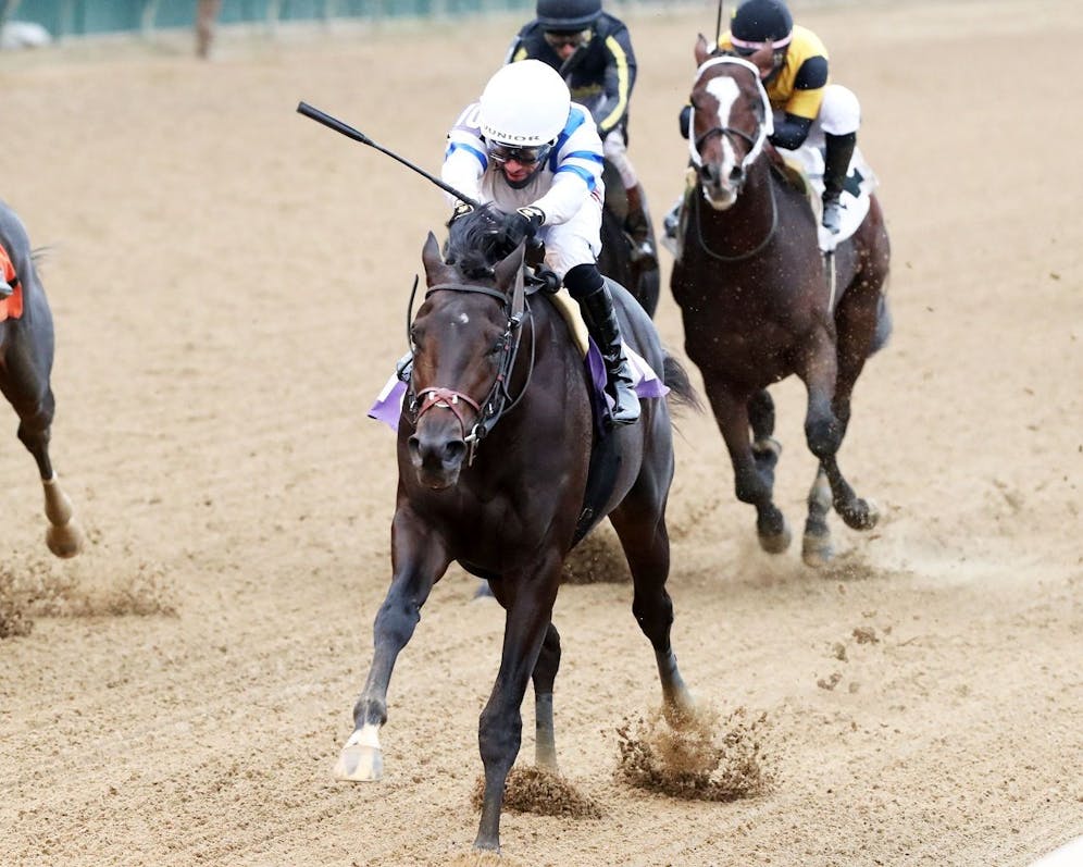 Thoroughbred, Harness, Standarbred, Quarter Horse Racing | TwinSpires