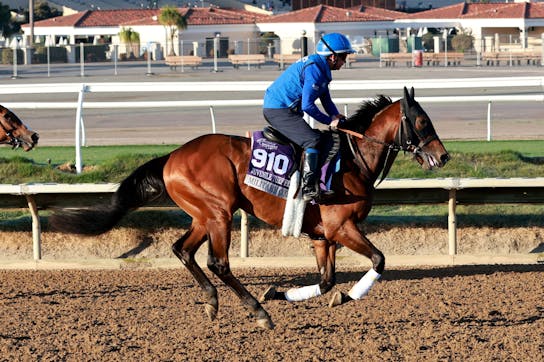 International Horse Profile: Military Code | TwinSpires