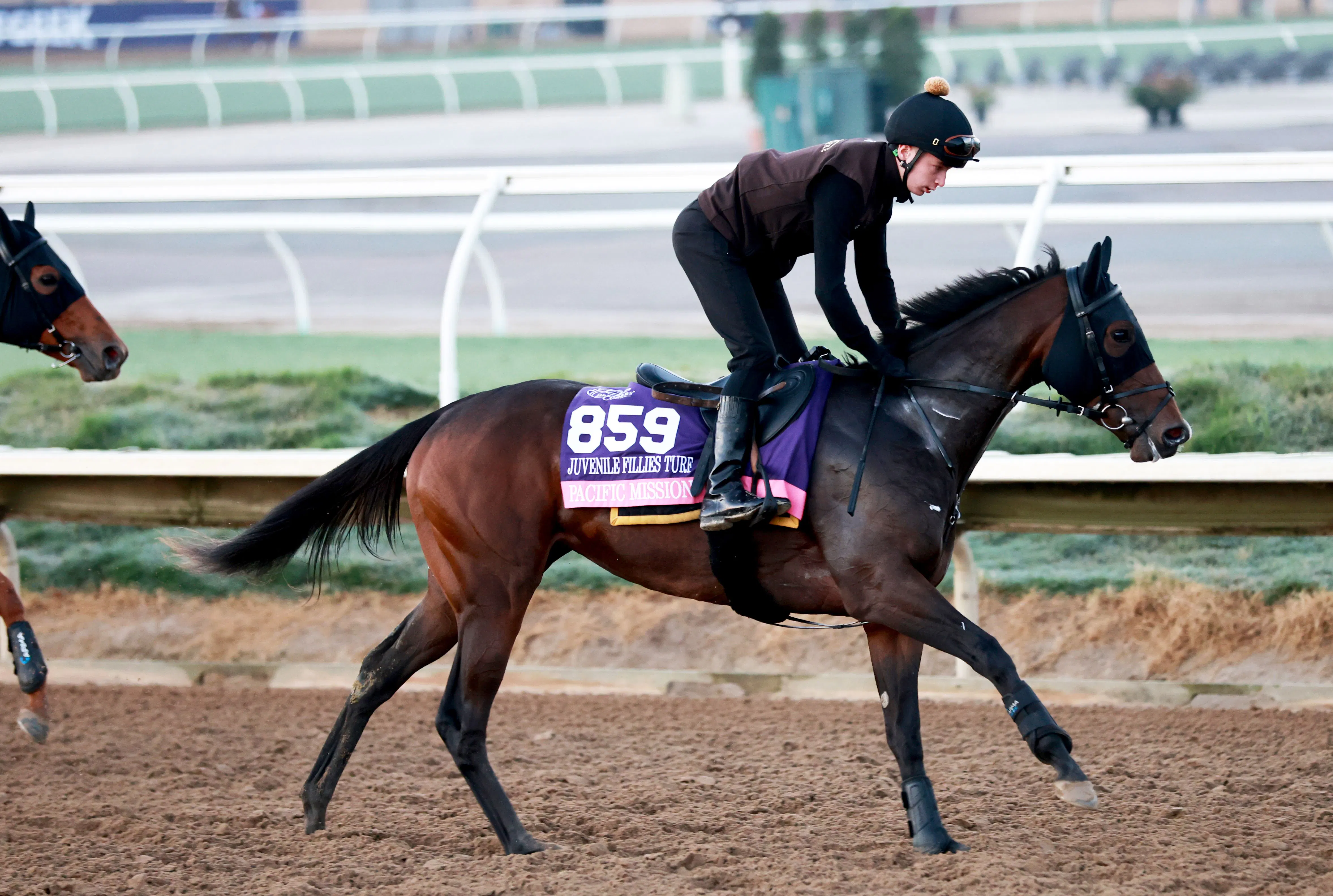 International Horse Profile: Pacific Mission | TwinSpires