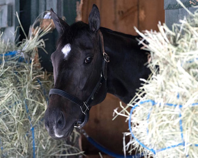 2025 Belmont Stakes odds, predictions, contenders, horses | TwinSpires