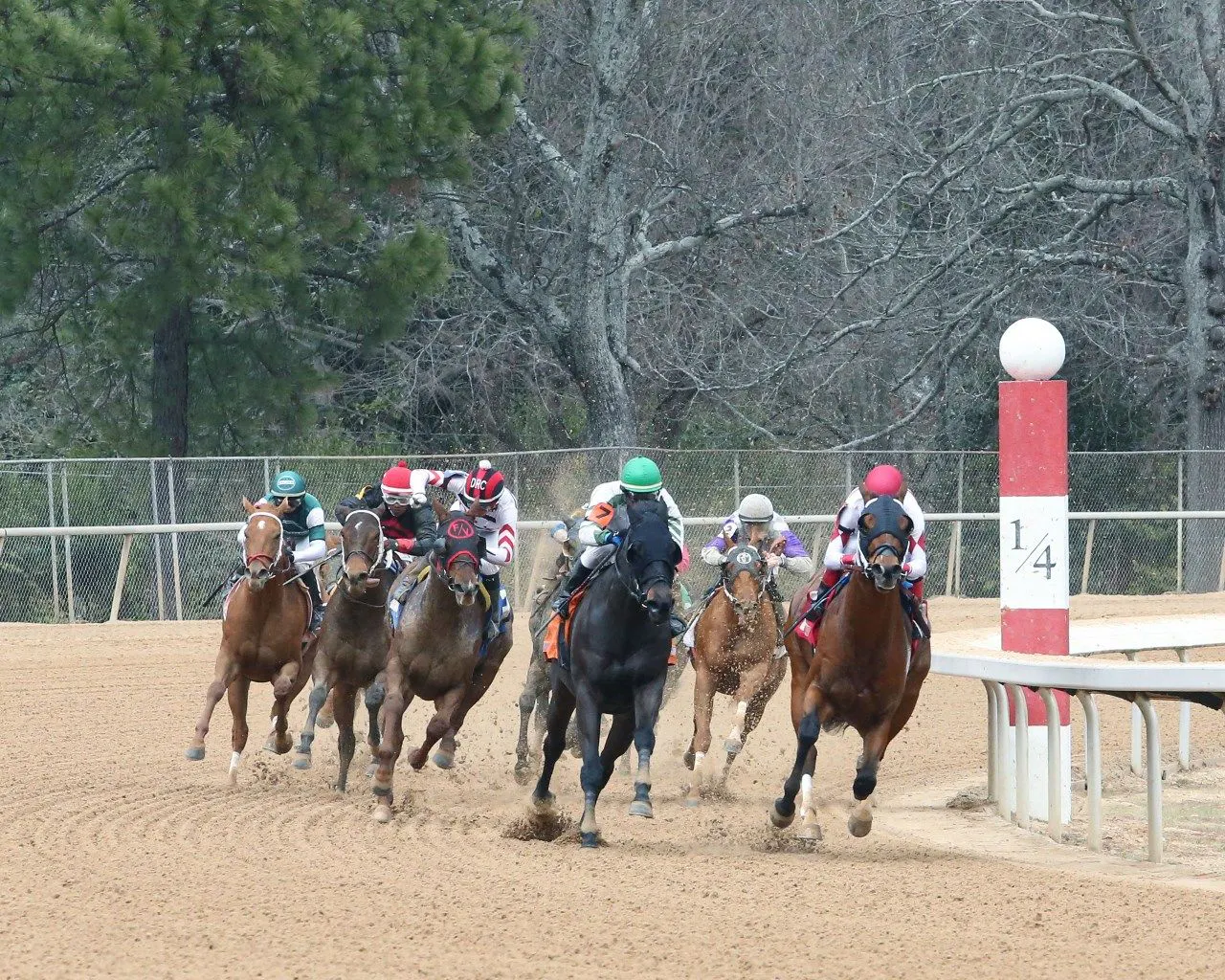 American Beauty S. exotics and field analysis for Oaklawn Ja | TwinSpires