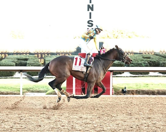 Silent Tactic - Horse Profiles: Pedigree, Stats, Results & Past ...