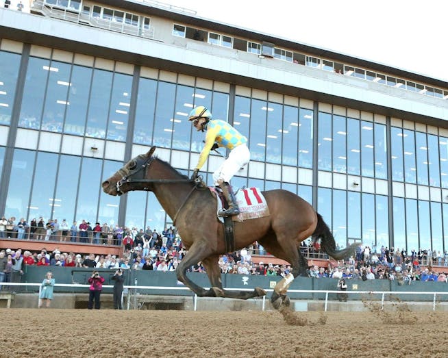 Silent Tactic - Horse Profiles: Pedigree, Stats, Results & Past ...