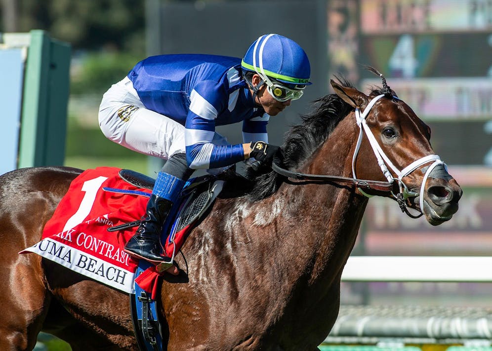Kentucky Derby pedigree profile: Stark Contrast | TwinSpires