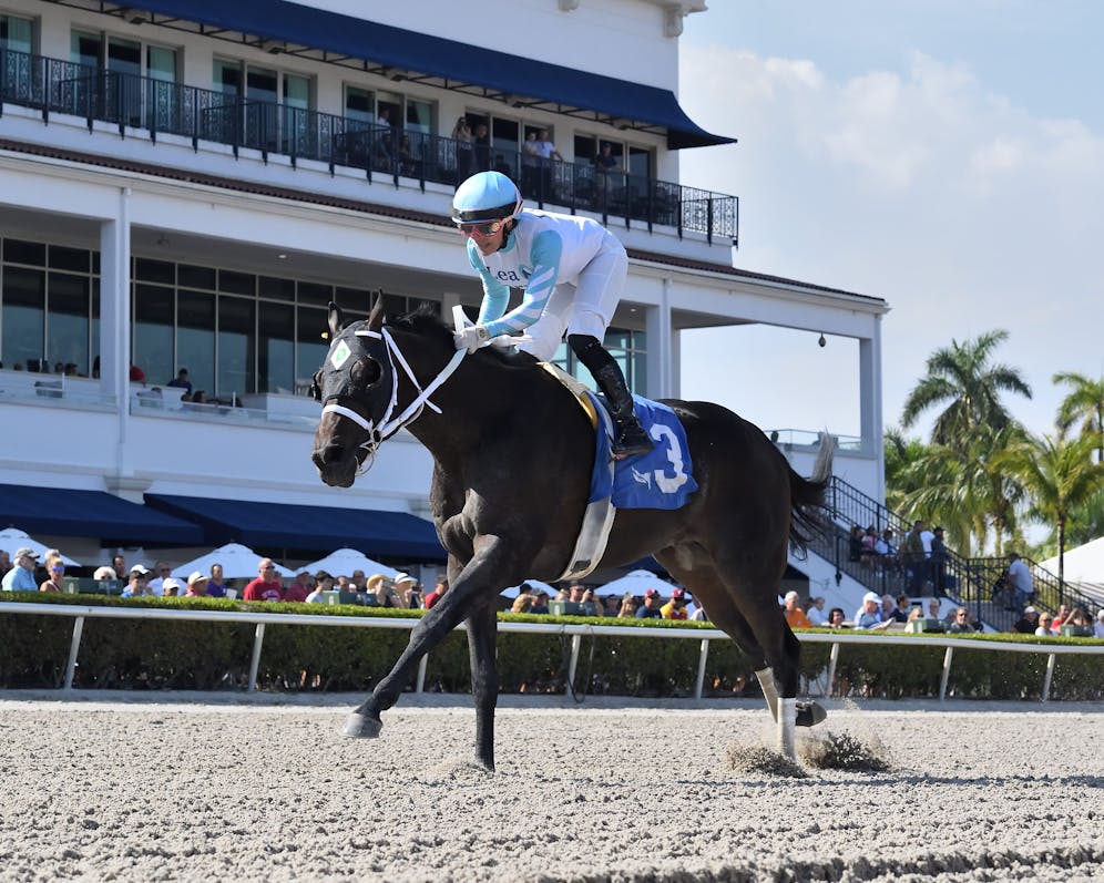 Pedigree notebook: Cornucopia of angles in Super Chow | TwinSpires