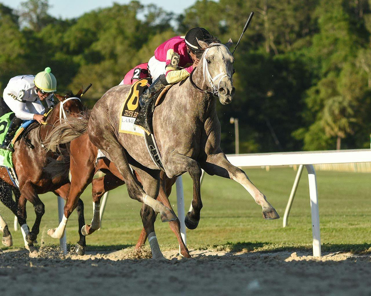 Racing Roundtable: Tampa Bay Downs and the Distaff division | TwinSpires