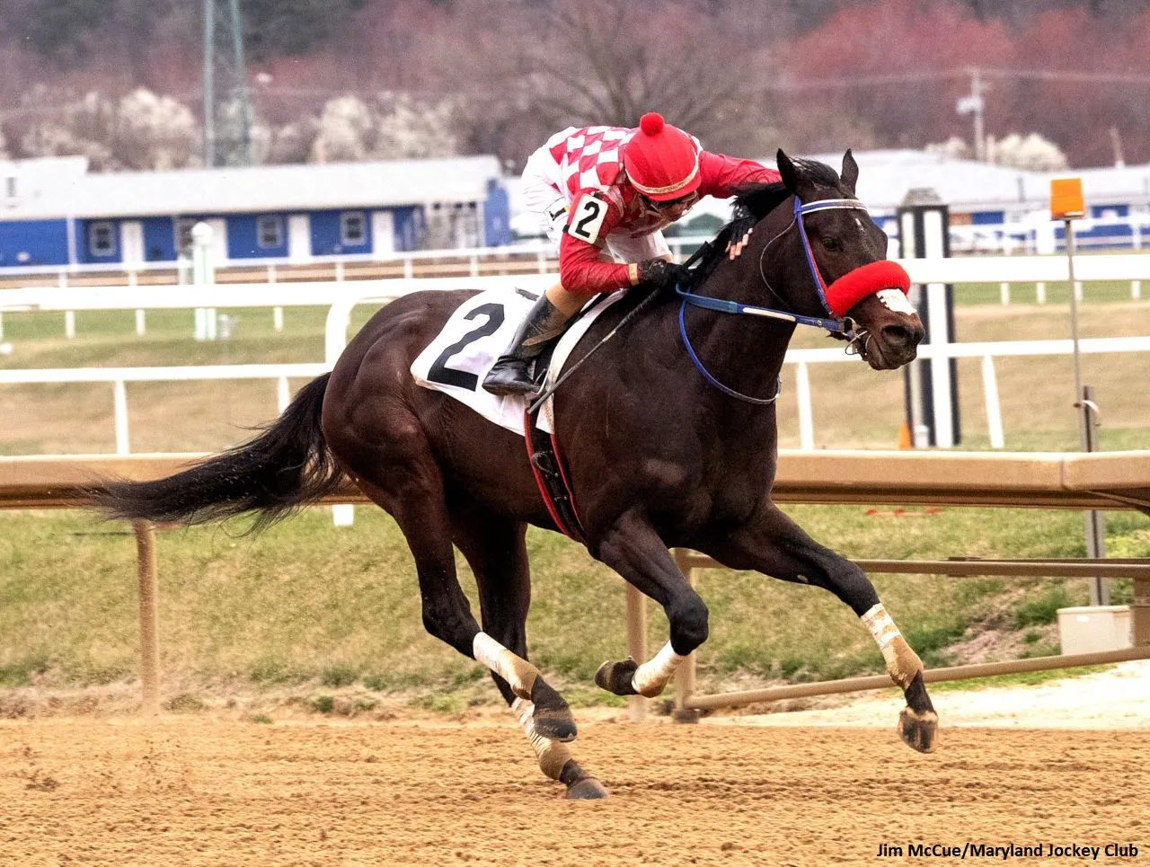 Preakness profile: Lebda | TwinSpires