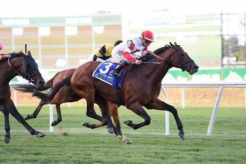 Big Blue Kitten – 2015 Champion Turf Male | TwinSpires