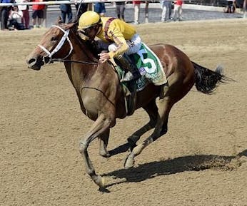 Cavorting dances to Personal Ensign score | TwinSpires