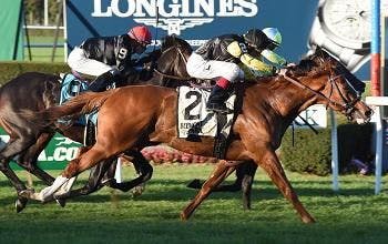 Messi just collars Cage Fighter in Knickerbocker | TwinSpires