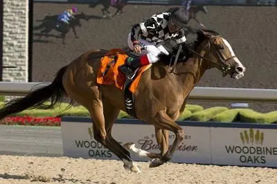 Canadian Triple Tiara showdown set for Wonder Where | TwinSpires