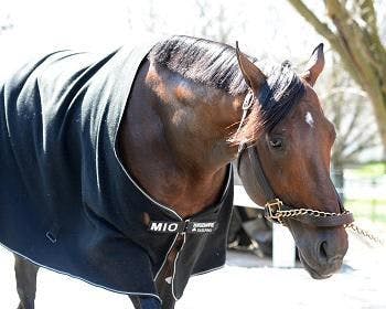 Palace Malice seeking Alydar crown | TwinSpires