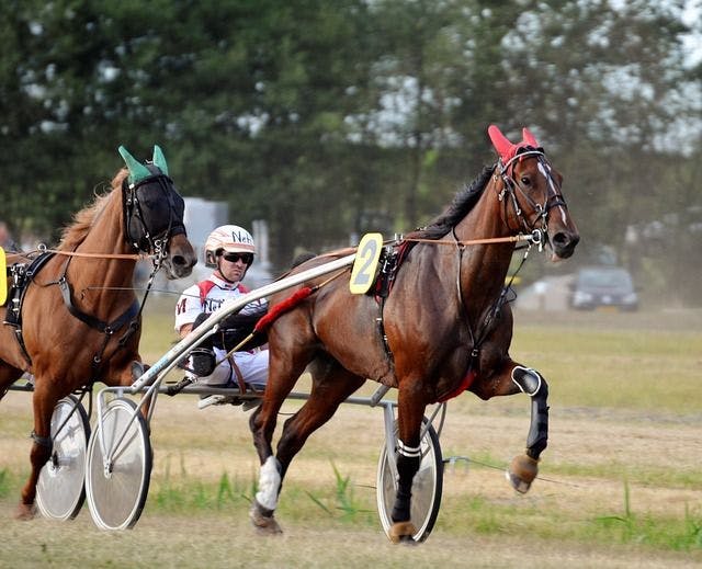 Michigan Horse Racing Betting | TwinSpires