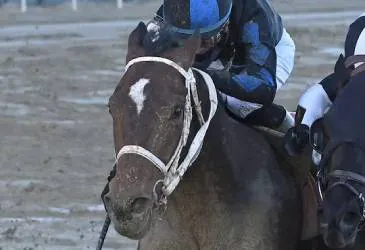 Kentucky Derby Contenders, Entries & Top Horses (2024) | TwinSpires