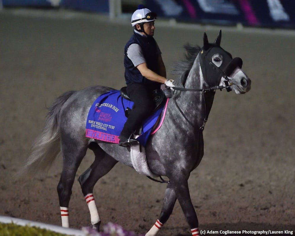 Pegasus World Cup Turf: Japan’s contender Aerolithe takes to | TwinSpires