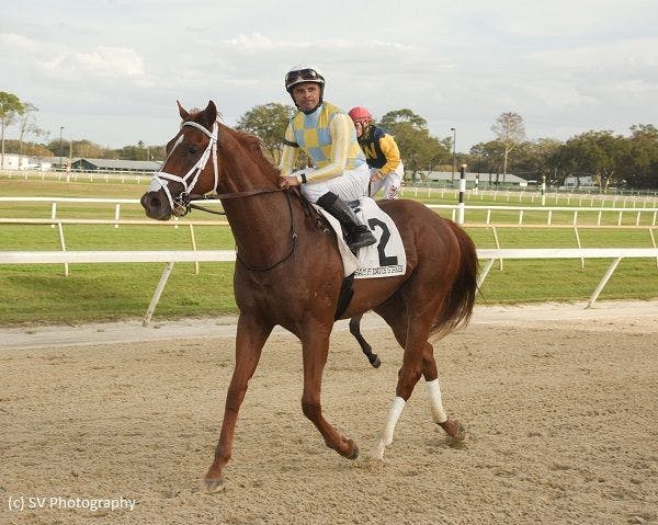 First-Crop Sires: Flameaway making a mark on turf | TwinSpires