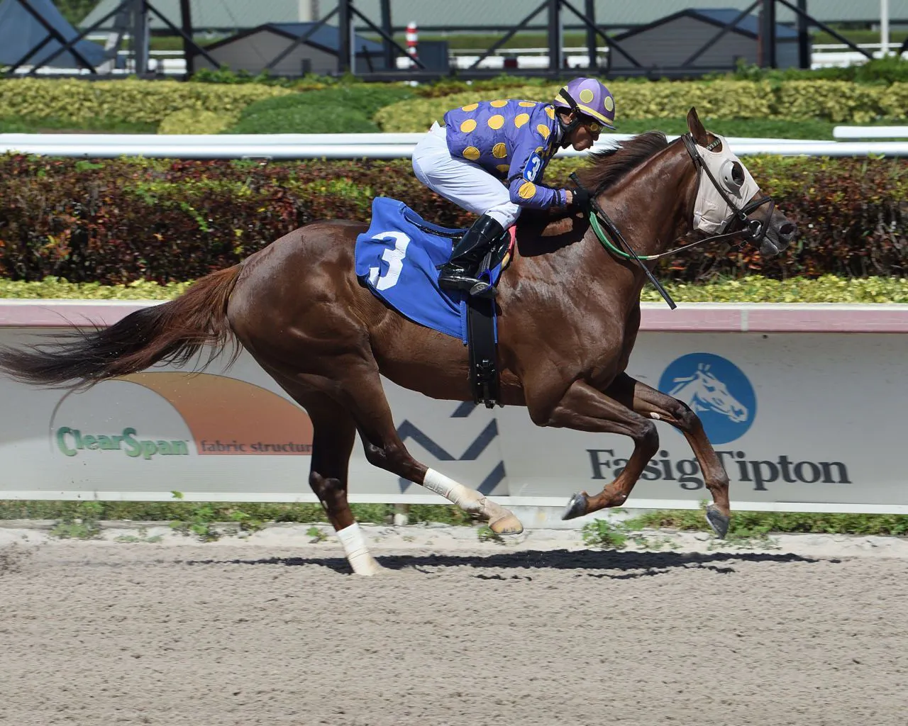 Kentucky Derby Maiden Watch: Grainger County shows tenacity | TwinSpires