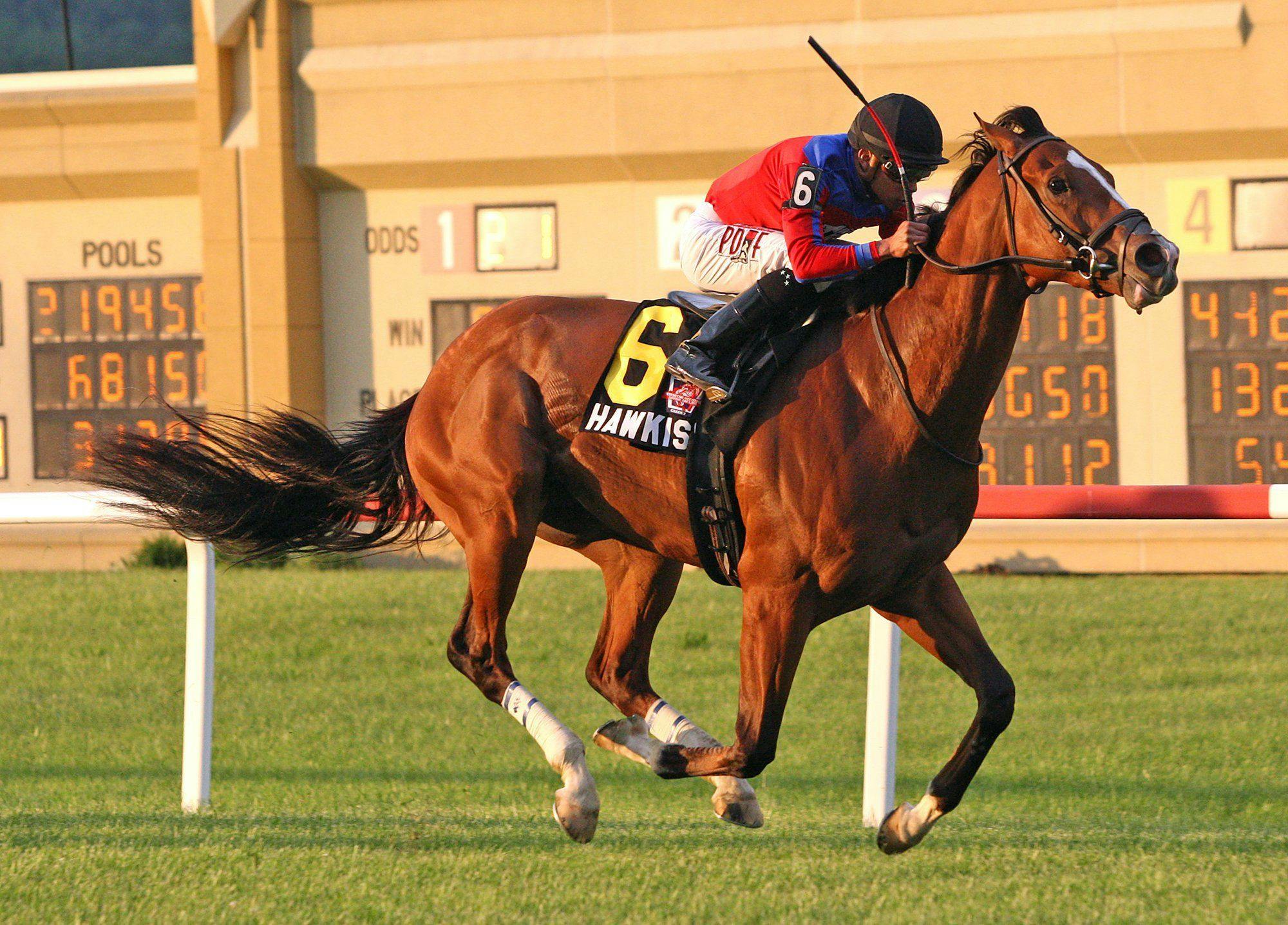 Three more reasons to support Hawkish in Sunshine Forever | TwinSpires